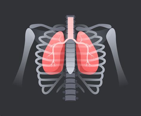 Pulmón En Humano Costilla Jaula Respiratorio Sistema Anatomía