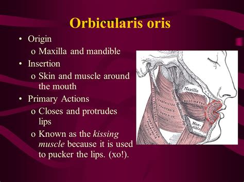 Orbicularis Oris Muscle