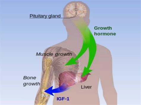 The Regulation Of Hormone Secretion Pptx