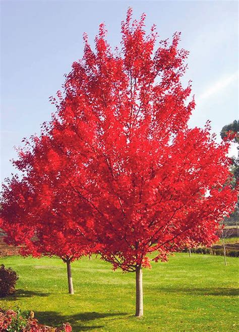October Glory Maple Tree Red Fall Color Tlc Garden Centers