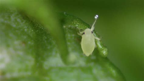 Tiny Greenfly Aphid Antennas Groping On Infested Garden Plant Macro