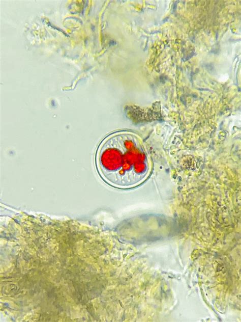 Red Algae Microscopic