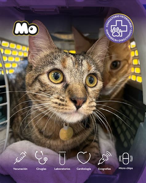 Mo Pet Shopping ¡pedí Tu Cuponera De Comprador Frecuente 🎟️