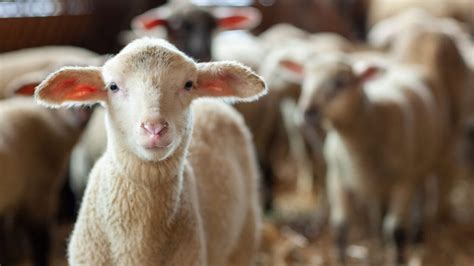 Lamb Cutout Moves 10 Higher Mid West Farm Report