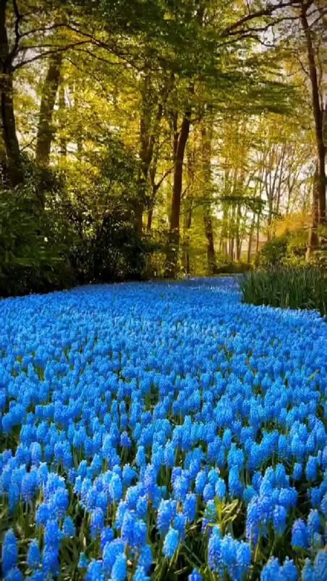 Field Of Blue Flowers In Forest