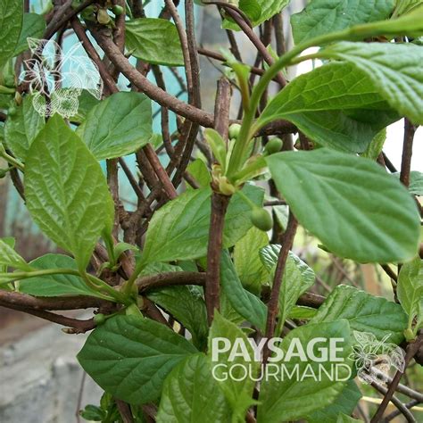 Baie Aux Cinq Saveurs Eastern Prince Schisandra Chinensis Paysage