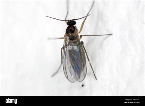 Macro Image Of A Dark Winged Fungus Gnat Sciaridae On Wall Of Flat