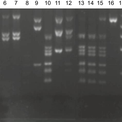 Plasmodium Vivax Sampling Sites Download Scientific Diagram
