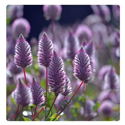 Mulla Mulla Aquarius Rising Astrology