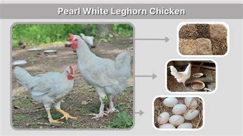 Pearl White Leghorn Chicken Complete Breed Guide