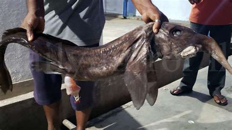 Rare Deep Sea Fish Found Breaking News Daily Mirror