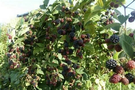 Amoras Sem Espinhos As Variedades Mais Populares Entre Os Jardineiros