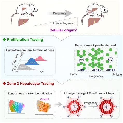Spatial Temporal Proliferation Of Hepatocytes During Pregnancy Revealed By Genetic Lineage