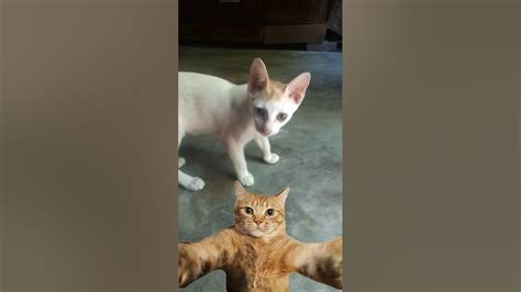 Hangry 🐈 Cat Cute Funny Kitten Cutecat Cat Youtube