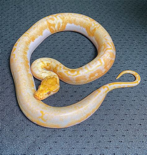 Piebald Burmese Python Traits Morphpedia