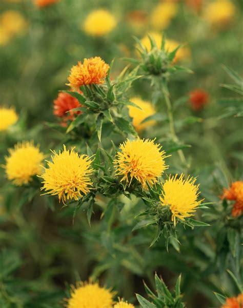 Safflower Care Guide Learn About Growing Requirements For Safflower