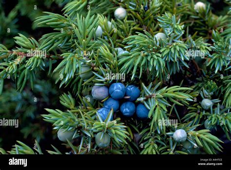 Juniper Berries On Dwarf Juniper Aka Common Juniper Juniperus Stock