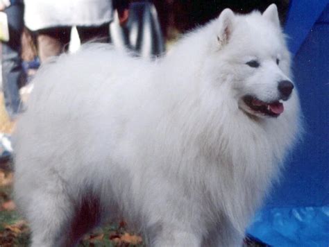 Perro Samoyedo Bebé Imagui
