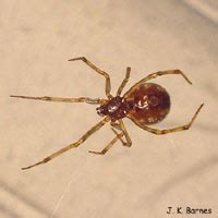 Cobweb Spider