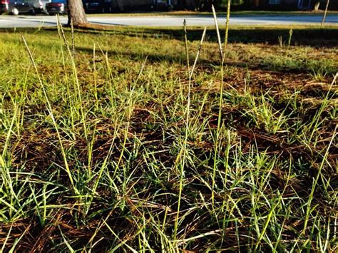 How To Treat Weeds In Bahia Grass At Alfred Ma Blog