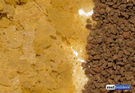 Hands On With Piscine Energetics Pe Flakes And Pe Pellets Reef Builders The Reef And Saltwater