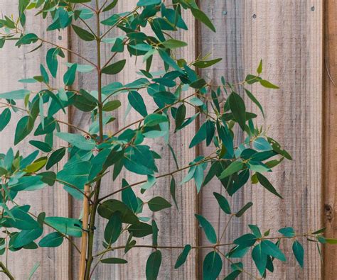 Eucalyptus Care And Growing Guide Homes And Gardens
