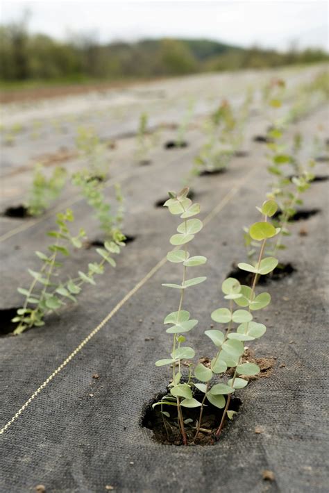 General 2 — Growing Hope Seeds