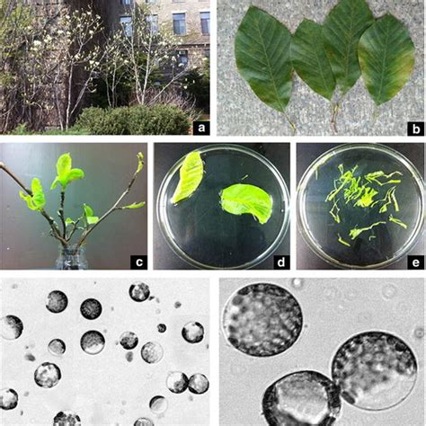 The Protoplast Transfection Ratio And Transient Expression The Ratio Download Scientific