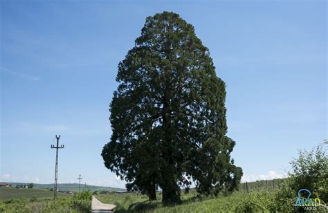 Arborele Sequoia Cnipt Arad