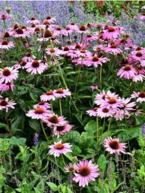 Echinacea Ruby Star 1 Gallon Laportes Nursery And Greenhouses Inc