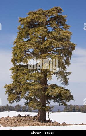 African Cedar Cedrus Atlantica Tree An Evergreen Tree With Green Pine Needle Shaped Leaves