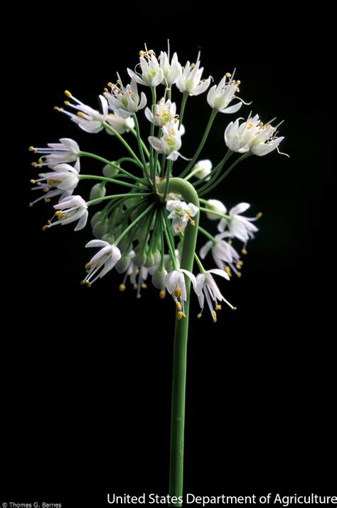 Allium Cernuum Blue Thumb