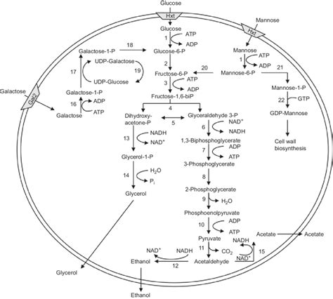 Metabolic Routes For Assimilation Of The Hexose Sugars Glucose Download Scientific Diagram