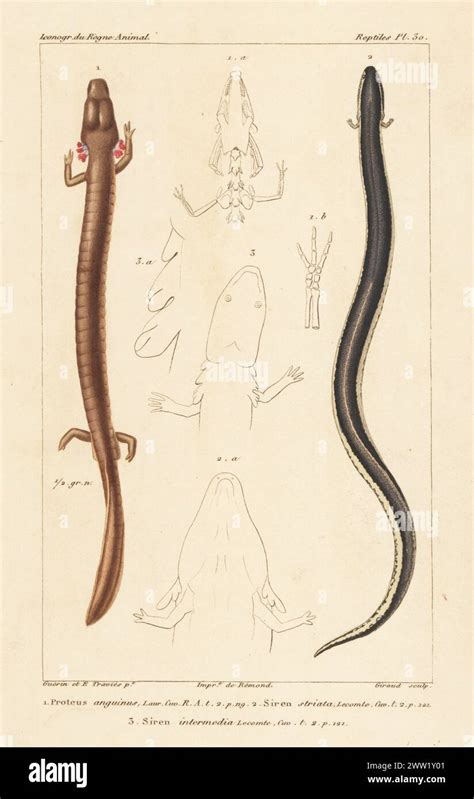 Olm Or Common Proteus Proteus Anguinus 1 Northern Dwarf Siren