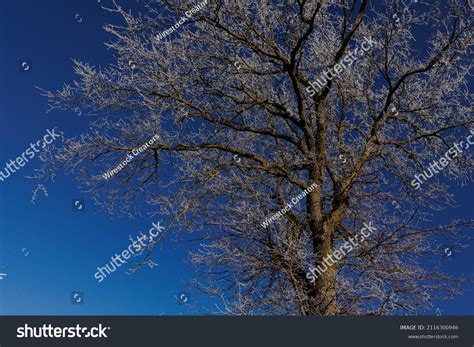 Low Angle Shot Tree Bare Branches Stock Photo 2116300946 Shutterstock