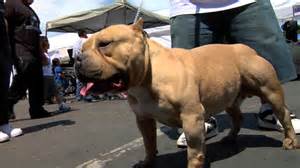 American Bully P Nutt