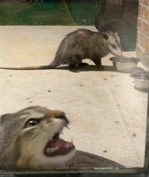 Comically Confused Cats That Act Like Software Bugs 48 Pics