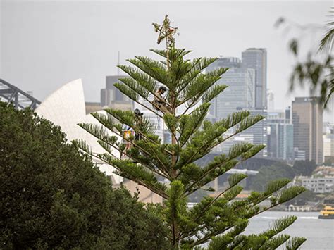 A Horticulturists Guide To Australian Native Plants Botanic Gardens