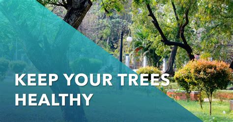 What Is The Importance Of Regular Tree Maintenance