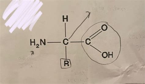 Biomolecule Study Guide Flashcards Quizlet