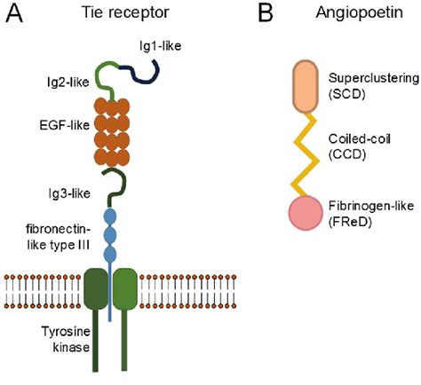 A General Structure Of The Tie2 Receptor The Extracellular Domain Of