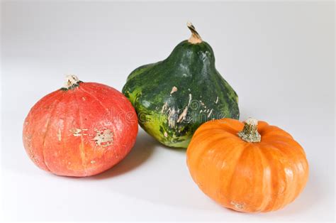 Colored Mini Pumpkins Stock Image Image Of Multi Isolated 11229413