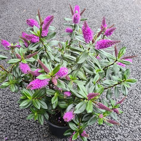 Buy Hebe Twilight Veronica Twilight Pbr £1999 Delivery By Crocus