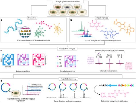Workflow For The Metabologenomics Approach For Natural Products