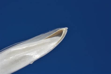 Cuttlebone Bilder Durchsuchen 392 Archivfotos Vektorgrafiken Und Videos Adobe Stock