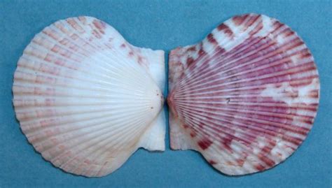 Rick Negus Specimen Shells