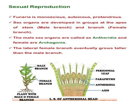 Funaria Pptx Biological Sciences Science