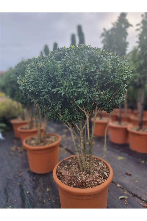 Buxus Sempervirens Arborescens Buy Buxus Sempervirens Arborescens In Dublin Deco Plants