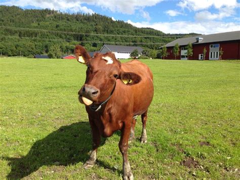 Neitakk Til Melk Fra Kyr Tilsatt Metanhemmere I Fóret Nok Et Bilde På At Det Ikke Er