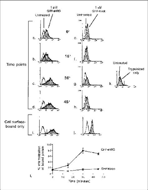 Facs Results Of Internalization Assay Untreated Mda Mb 453 Cells Are